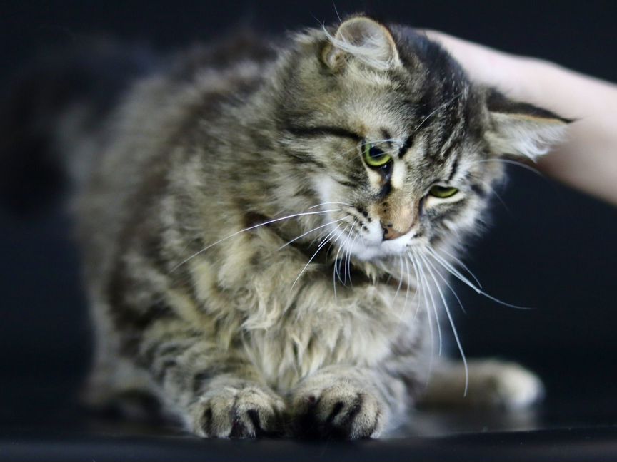 Сибирские котята