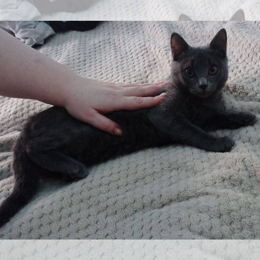 Котёнок в добрые руки