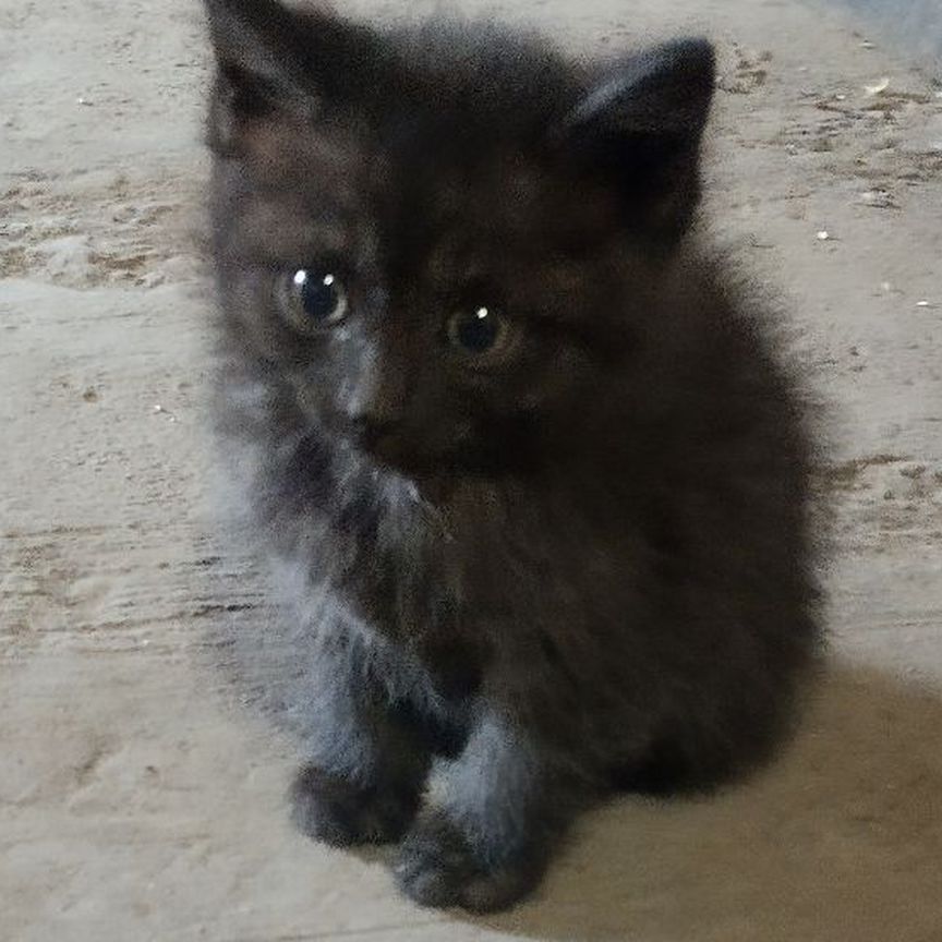 Котёнок в добрые руки