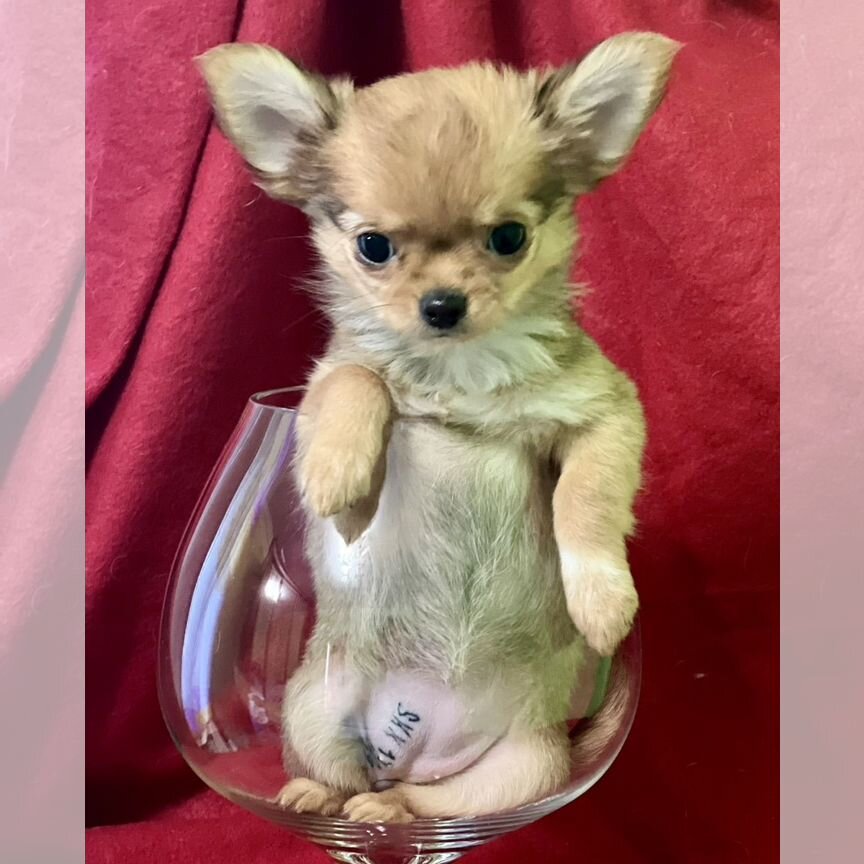 Чихуахуа рыжая девочка