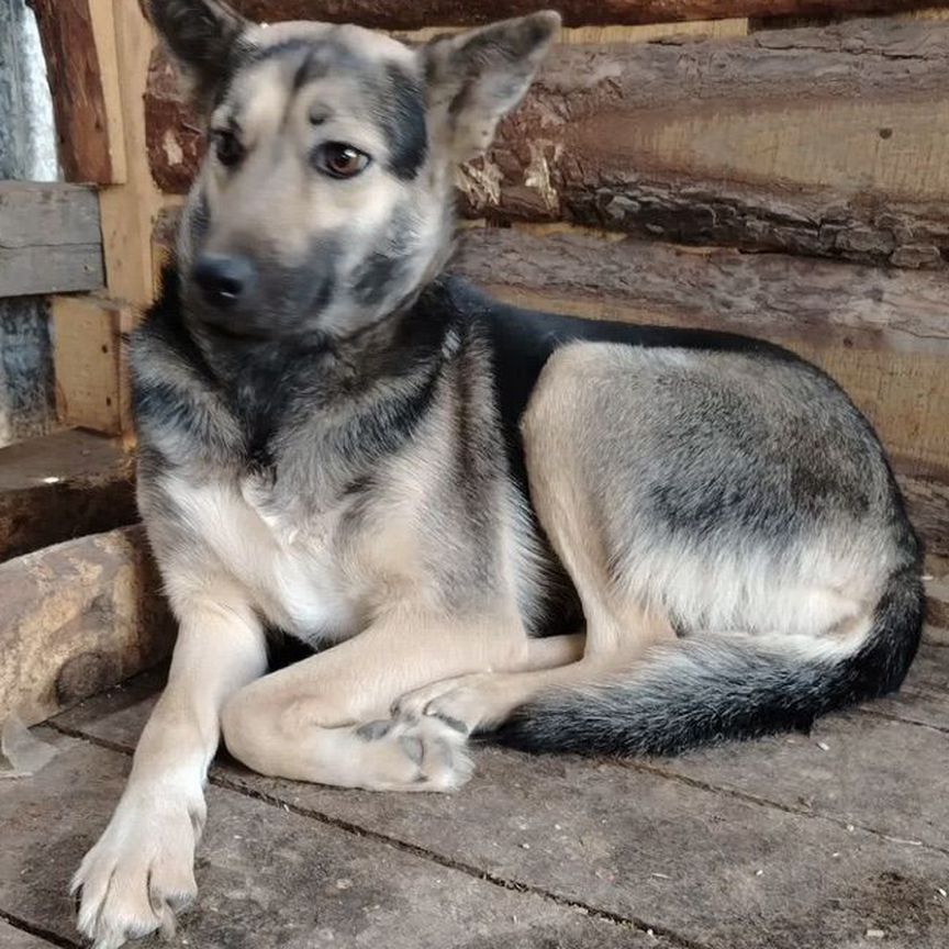 Взрослая собака в добрые руки