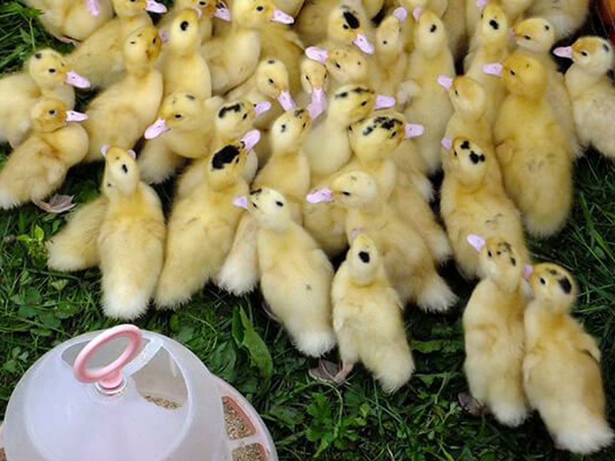 Утята мулард