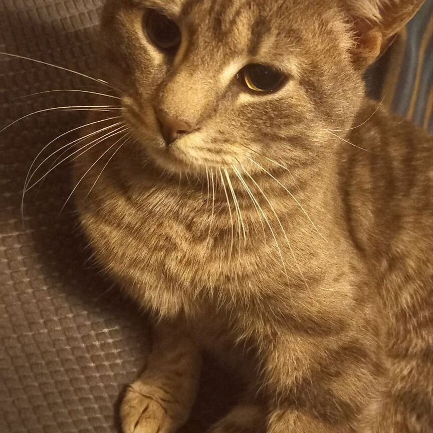 Кот в добрые руки