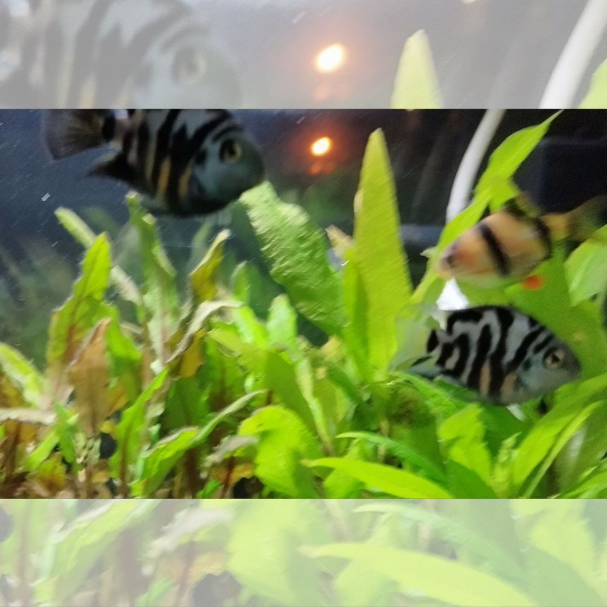 Цихлида сапфировый попугай