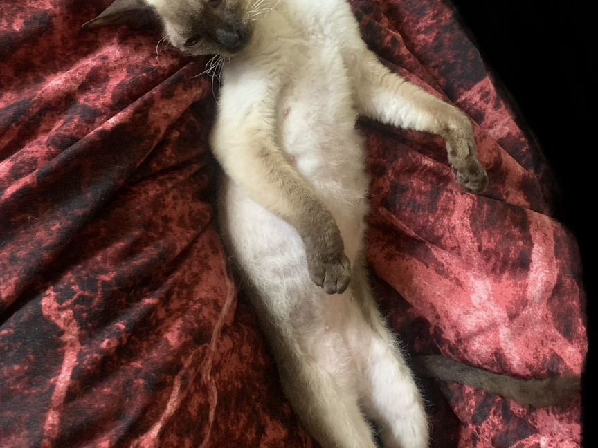 Кошка