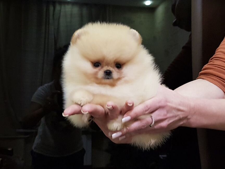 Мини мальчик РКФ