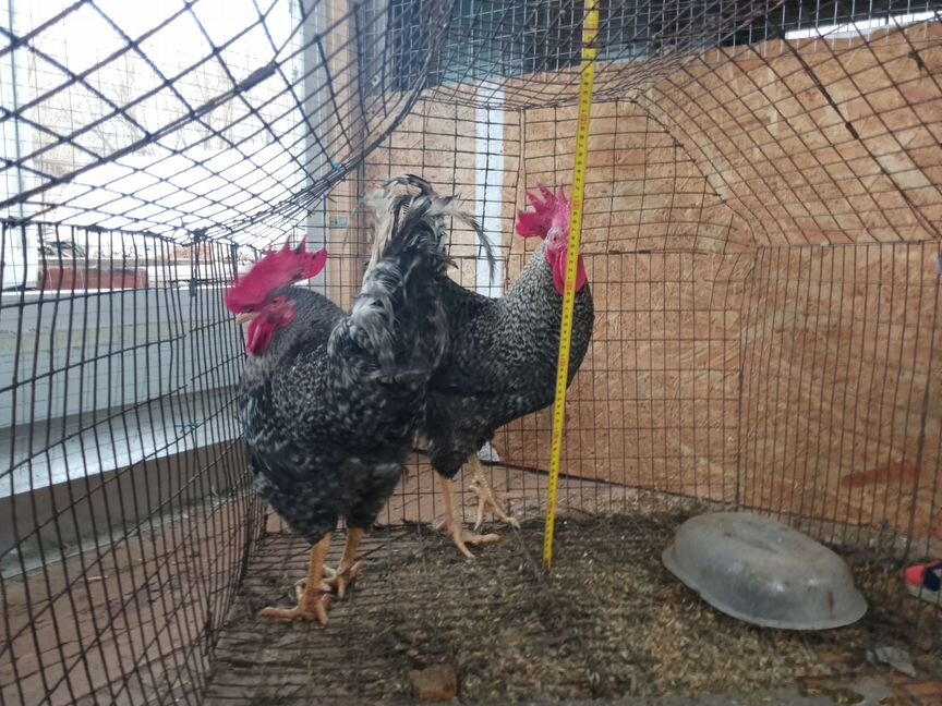 Продам двух петухов. 8 месяцев
