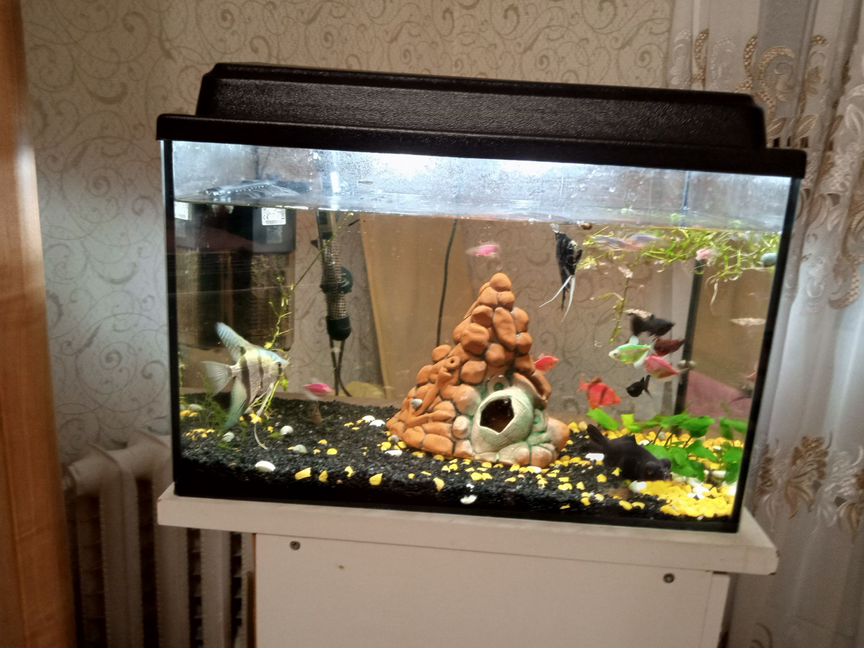 Аквариумные рыбки аквариум
