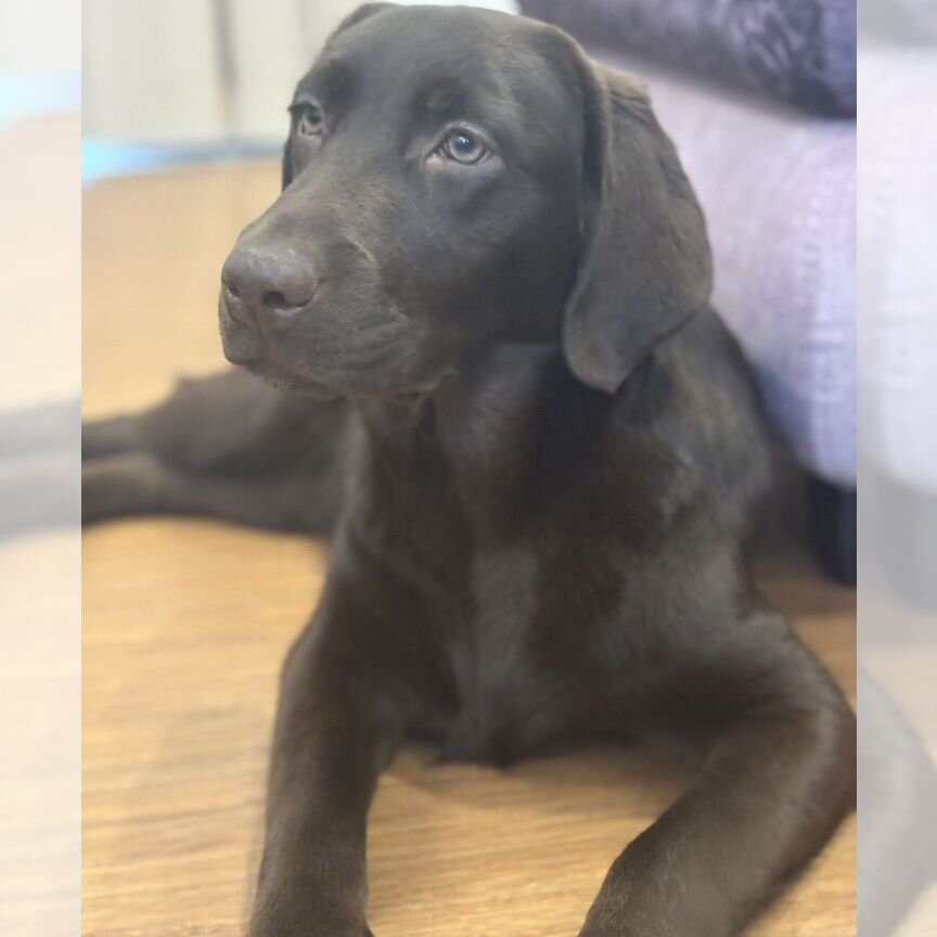 Лабрадор-ретривер, щенок