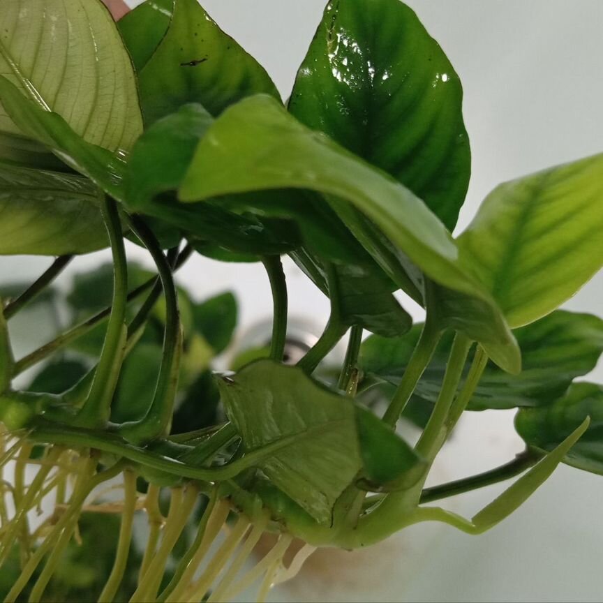 Анубиас бартери