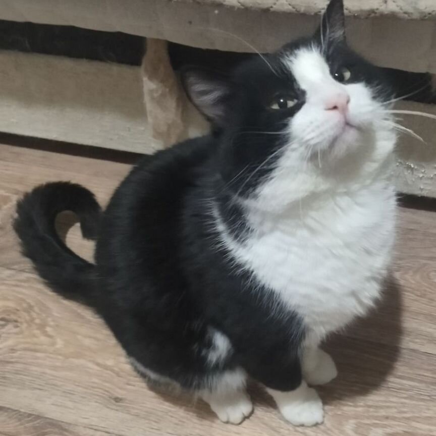 Взрослый кот в добрые руки