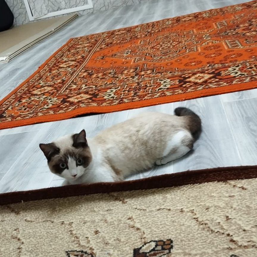 Кот в добрые руки
