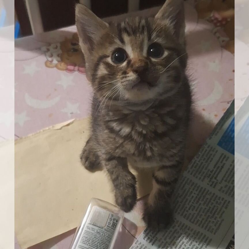 Котёнок в добрые руки