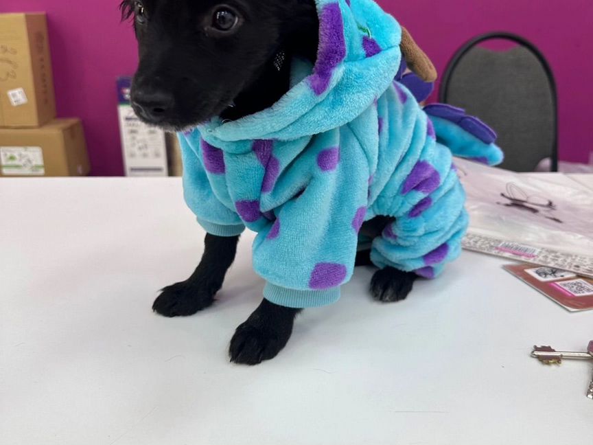 Щенок в добрые руки бесплатно средняя порода