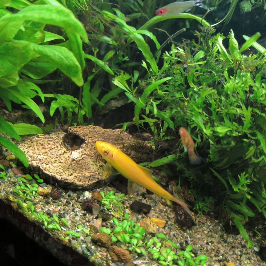 Гиринохейлус золотой