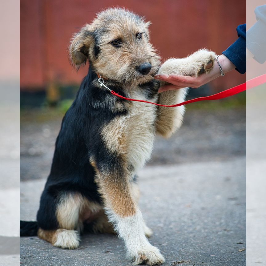 Щенок в добрые руки