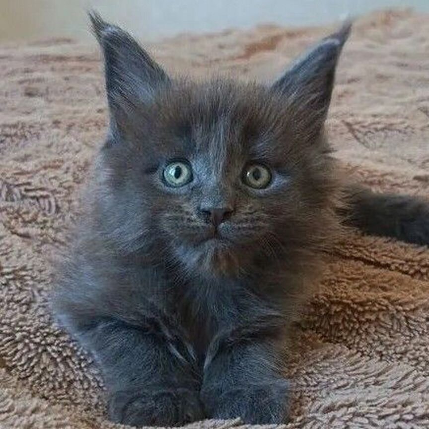 Мейн-кун котёнок