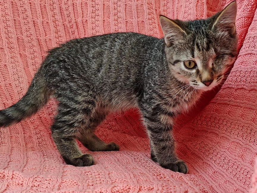 Ищет дом замечательный Котенок Фор