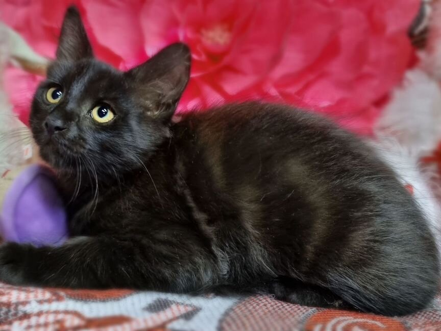 Черный котенок в хорошие руки