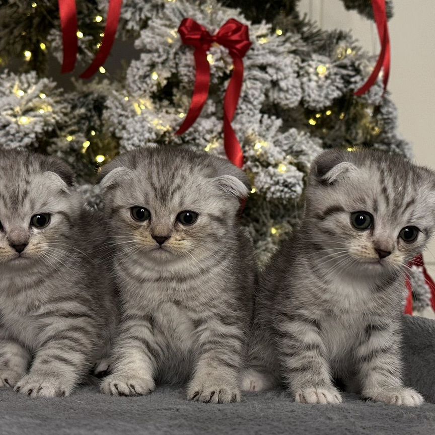 Щотландские котята