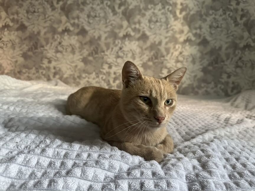 Я ищу домик И любовь