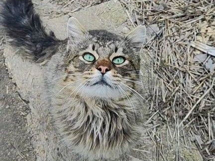 Найден добрый кот