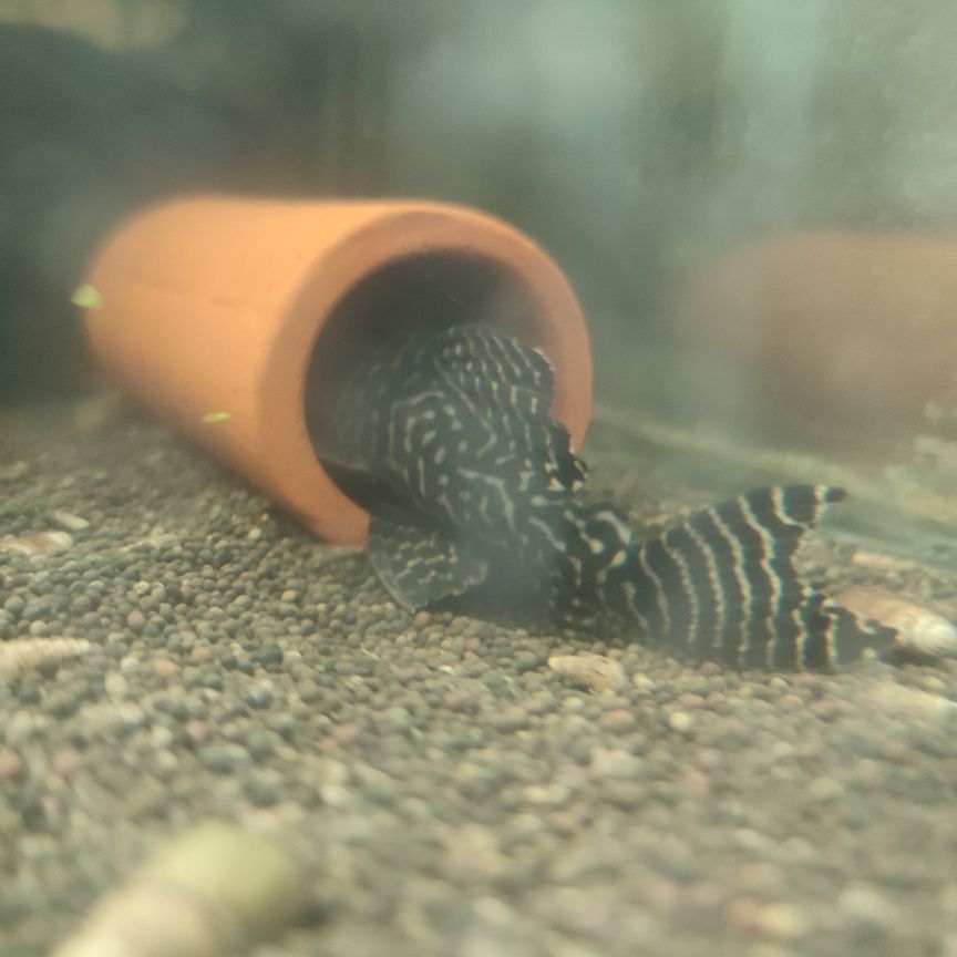 Гипанциструс l-333