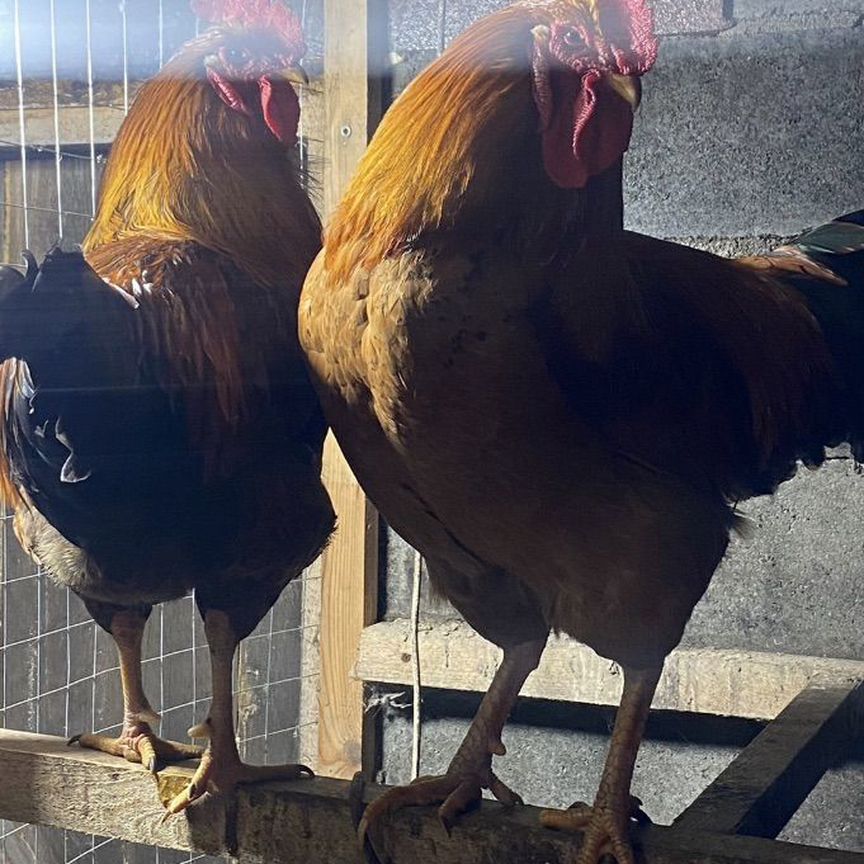 Петухи кучинские