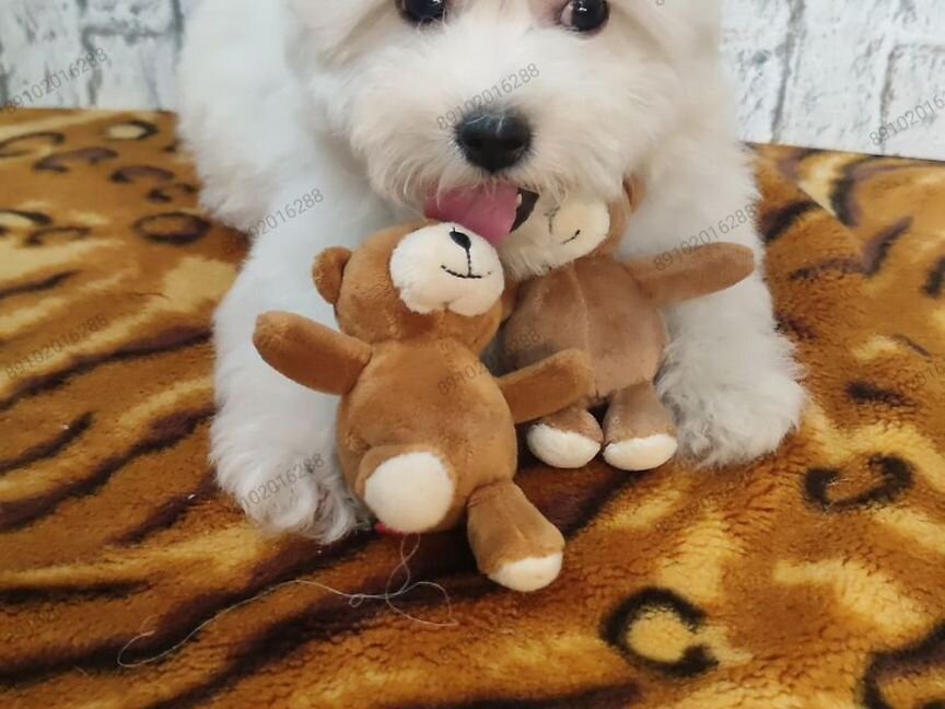 Бишон фризе mini мальчик