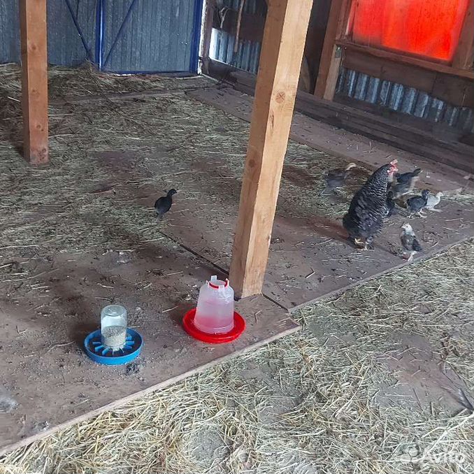 Курица клушка с цыплятами