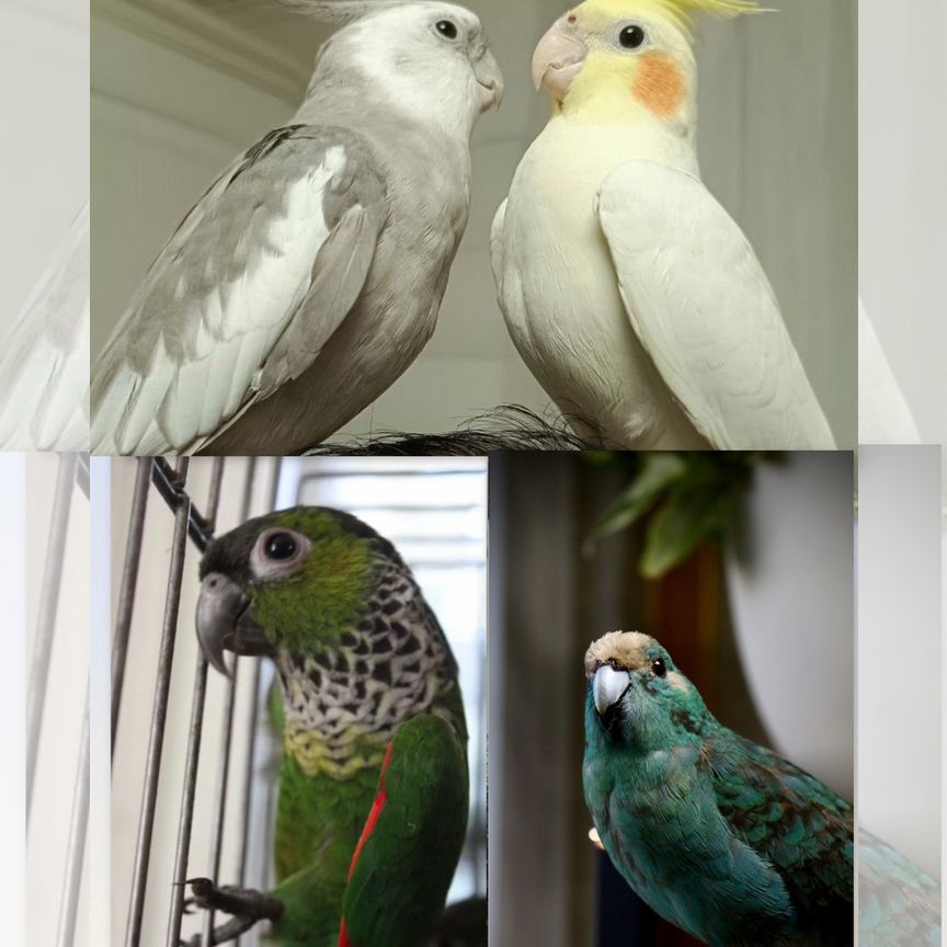 Попугай корелла и другие