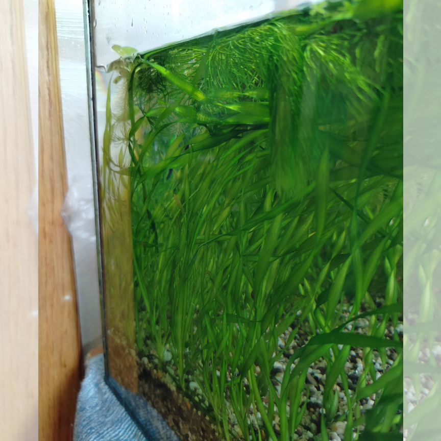 Валлиснерия спиральная