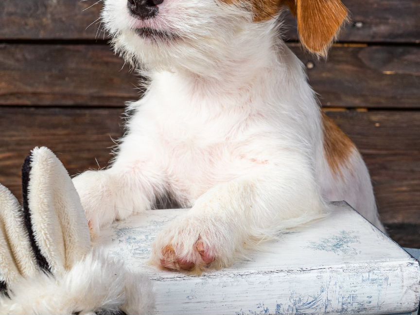 Джек Рассел терьер