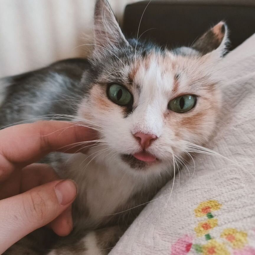 Отдам ласковую и добрую кошку
