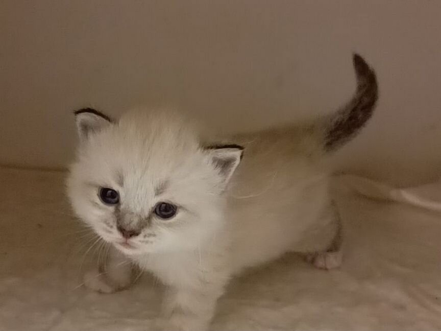 Невская маскарадный котенок (кот)