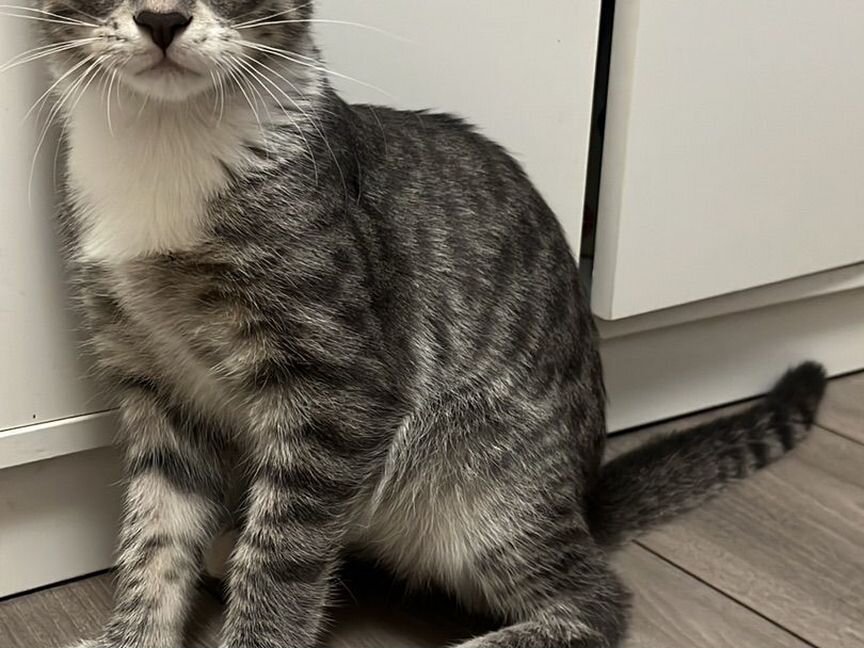 Котенок в добрые руки