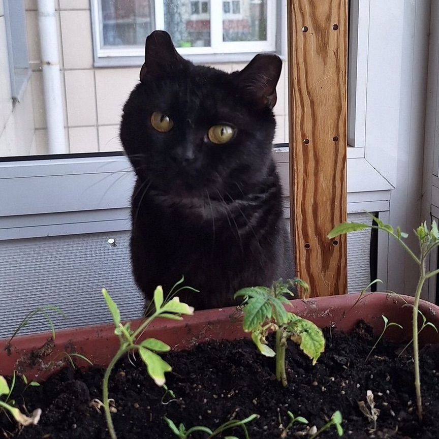 Котик Филя ищет дом