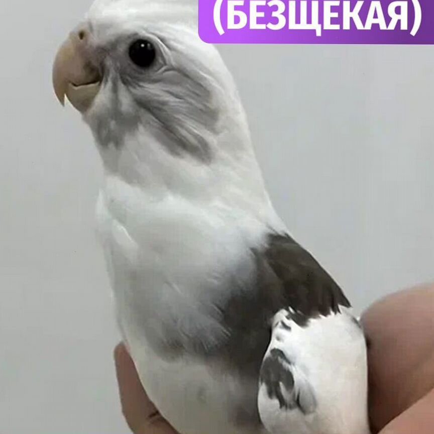 Попугай Карела безщекая