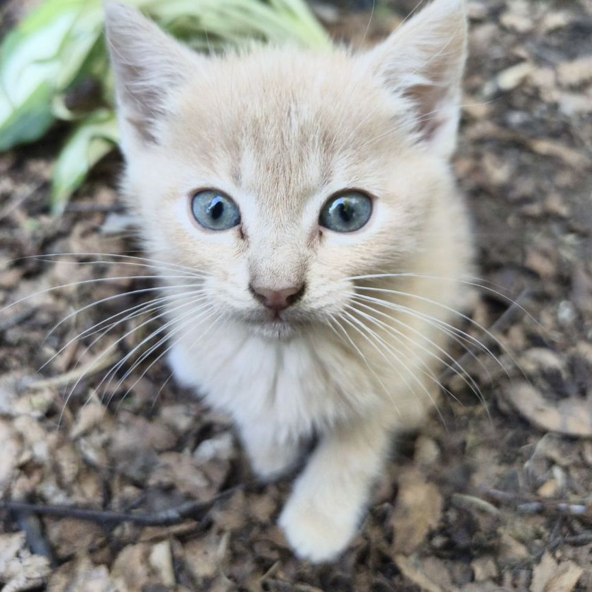 Котёнок от частного владельца