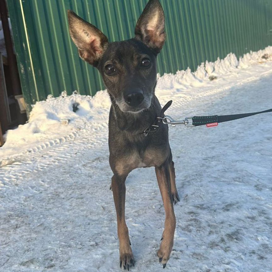 Собака в добрые руки отдам бесплатно