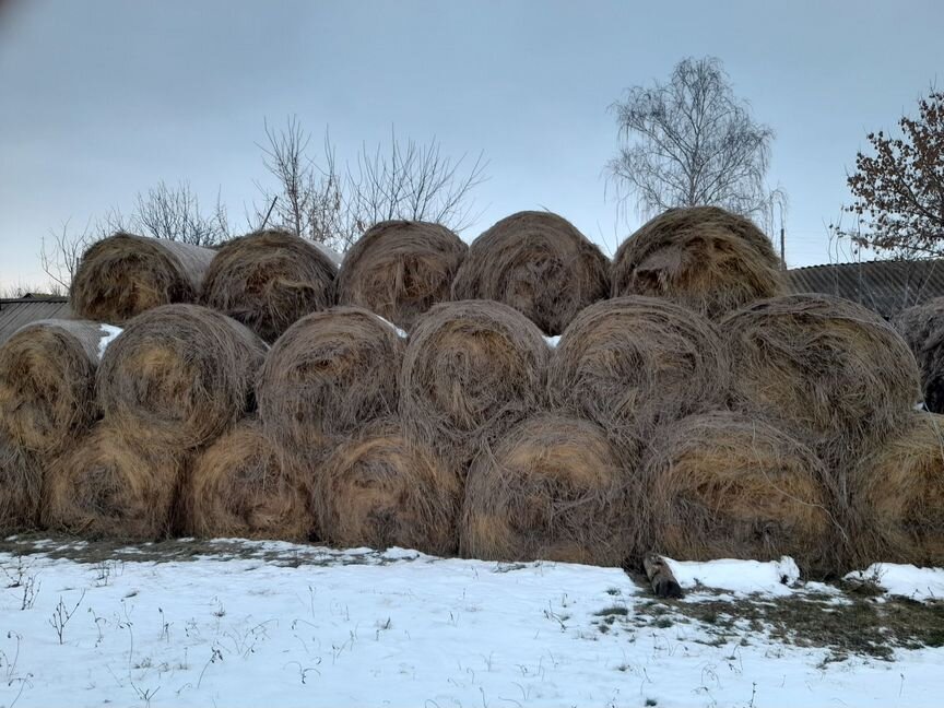 Продам сено