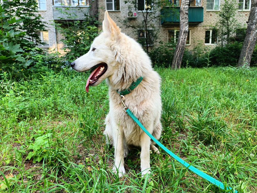Лайка/хаски помесь в добрые руки