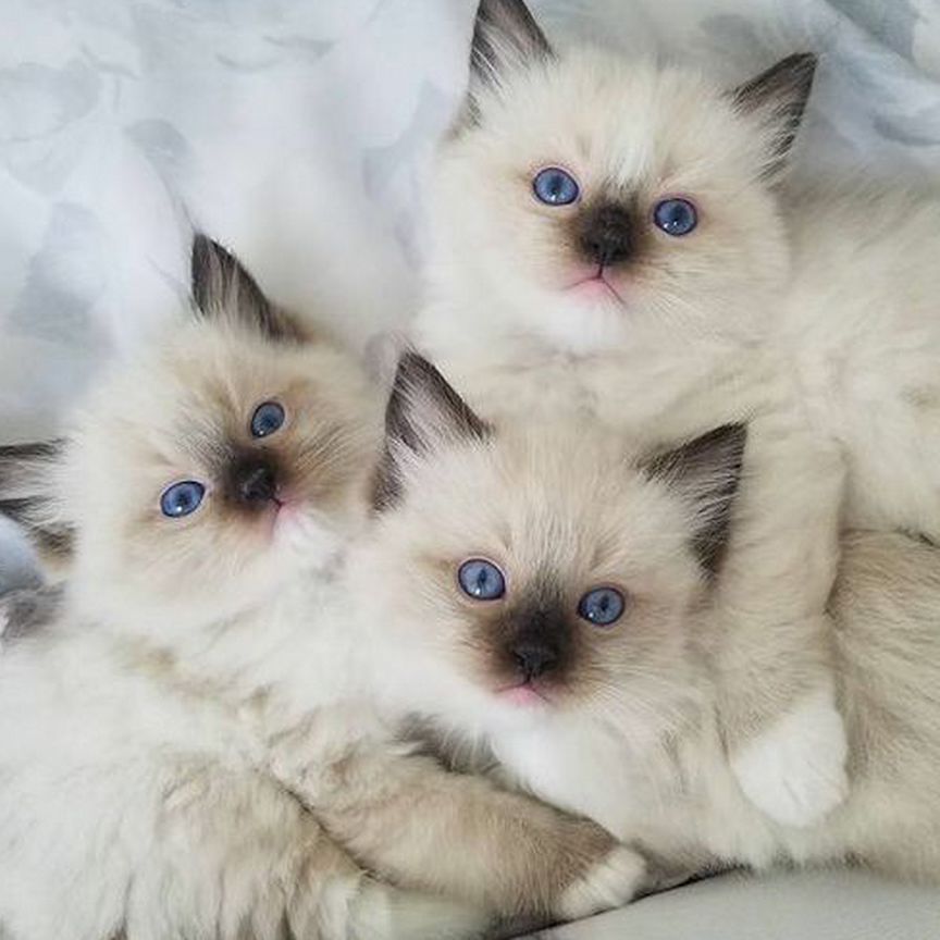 Невский маскарадный котёнок