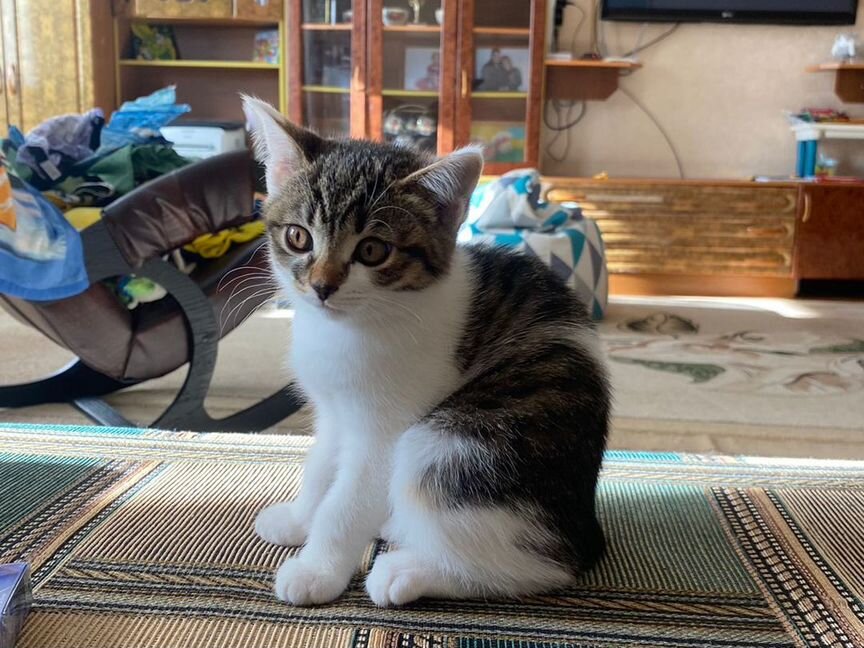 Рысь котенок в добрые руки