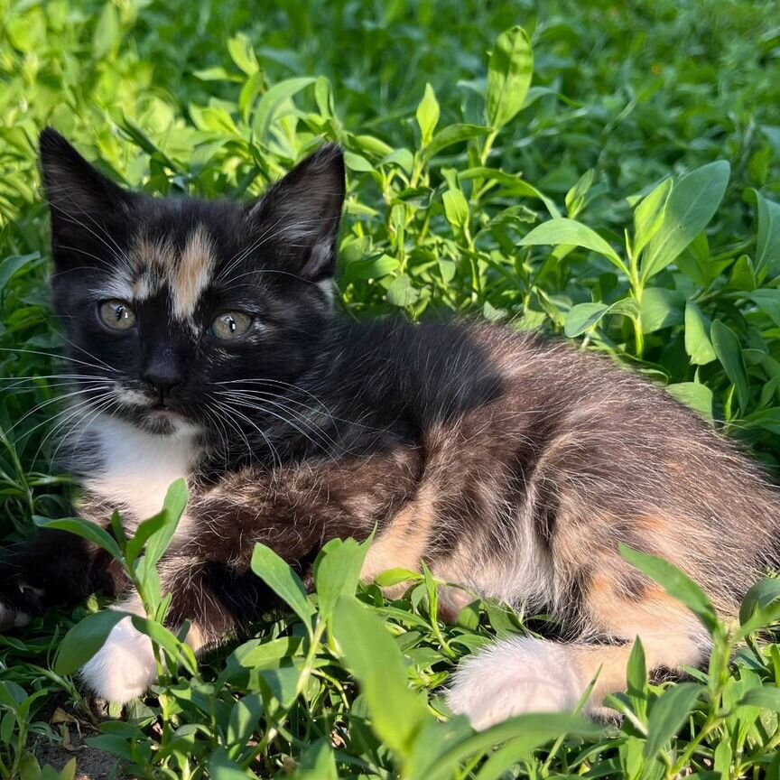 Котёнок в добрые руки