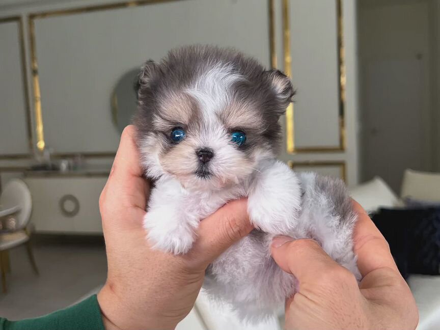 Редкий микро мальтипу