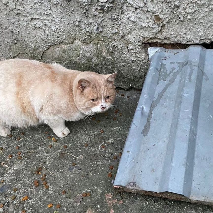 Никому ненужный котик ищет дом