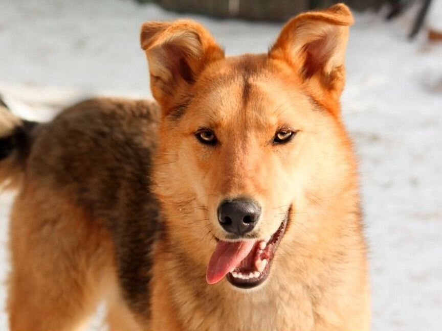 Собака в добрые руки