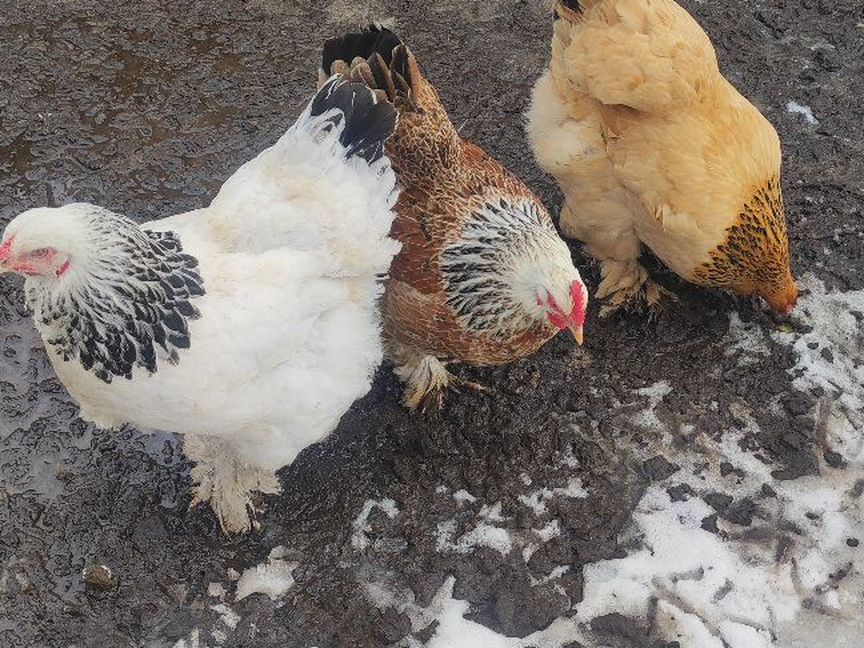 Инкубационное яйцо брама