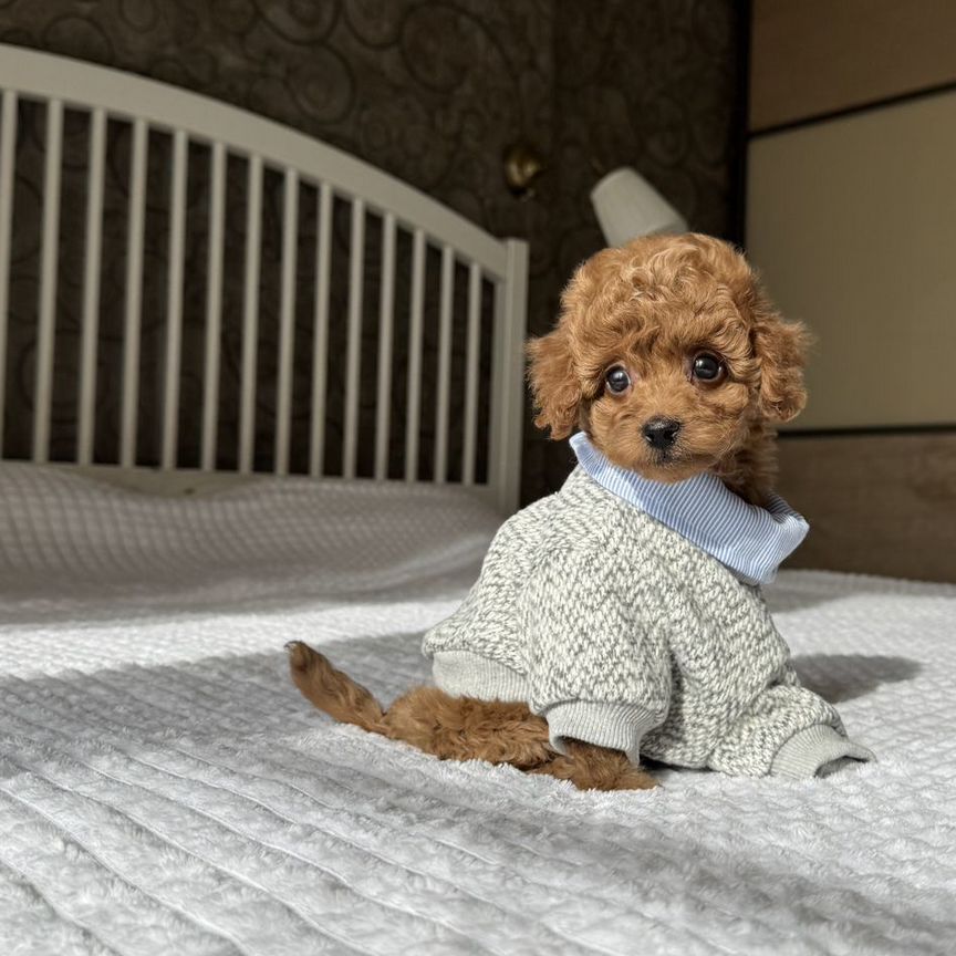 Той-пудель, щенок